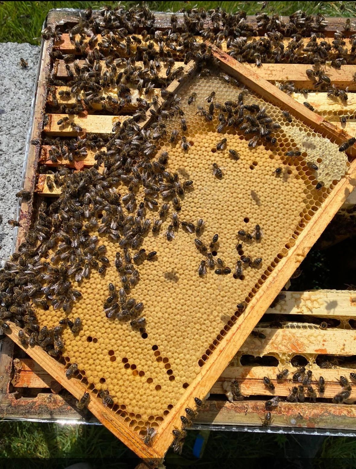 International Meeting of Young Beekeepers 2026 - Northern Ireland