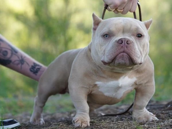 Reds Bully Ranch