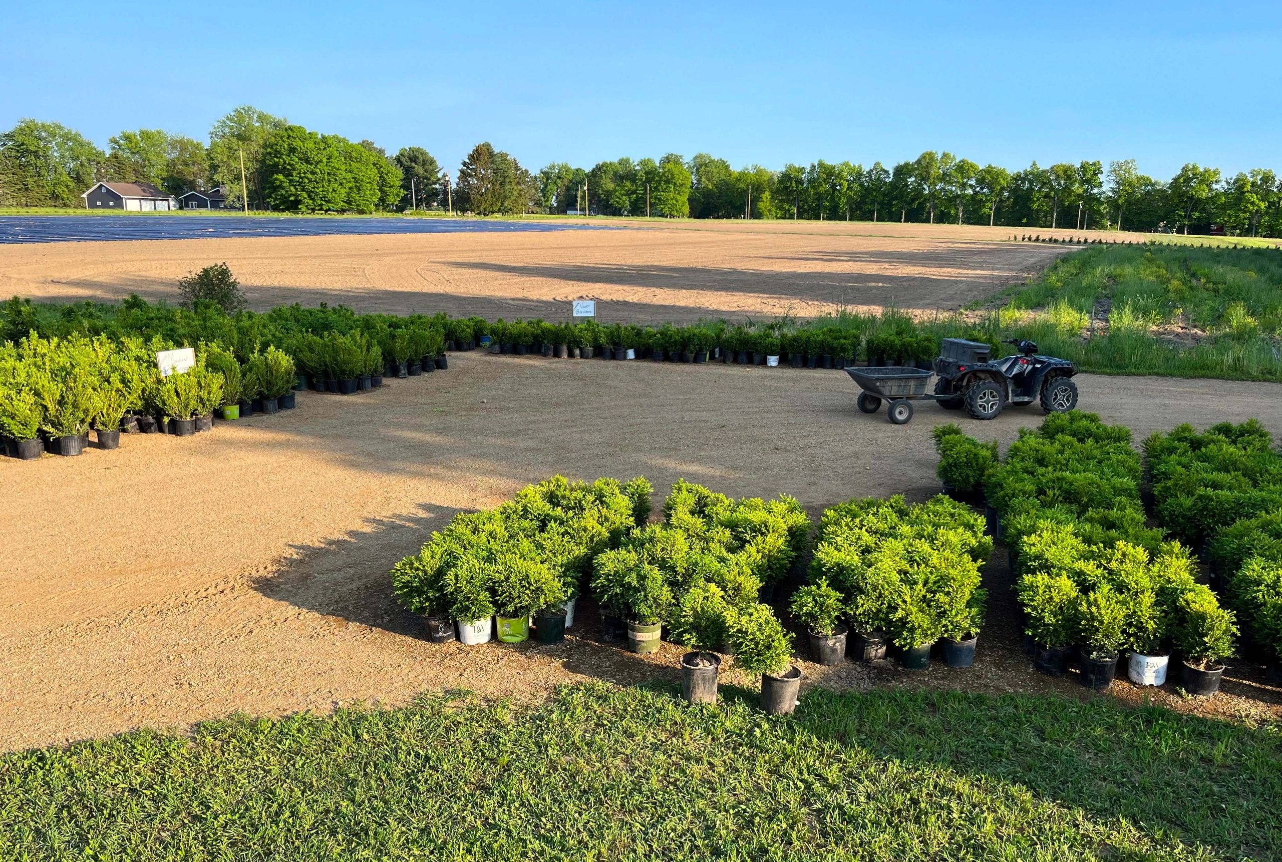 Boxwood Factory - Nursery, Plants and More