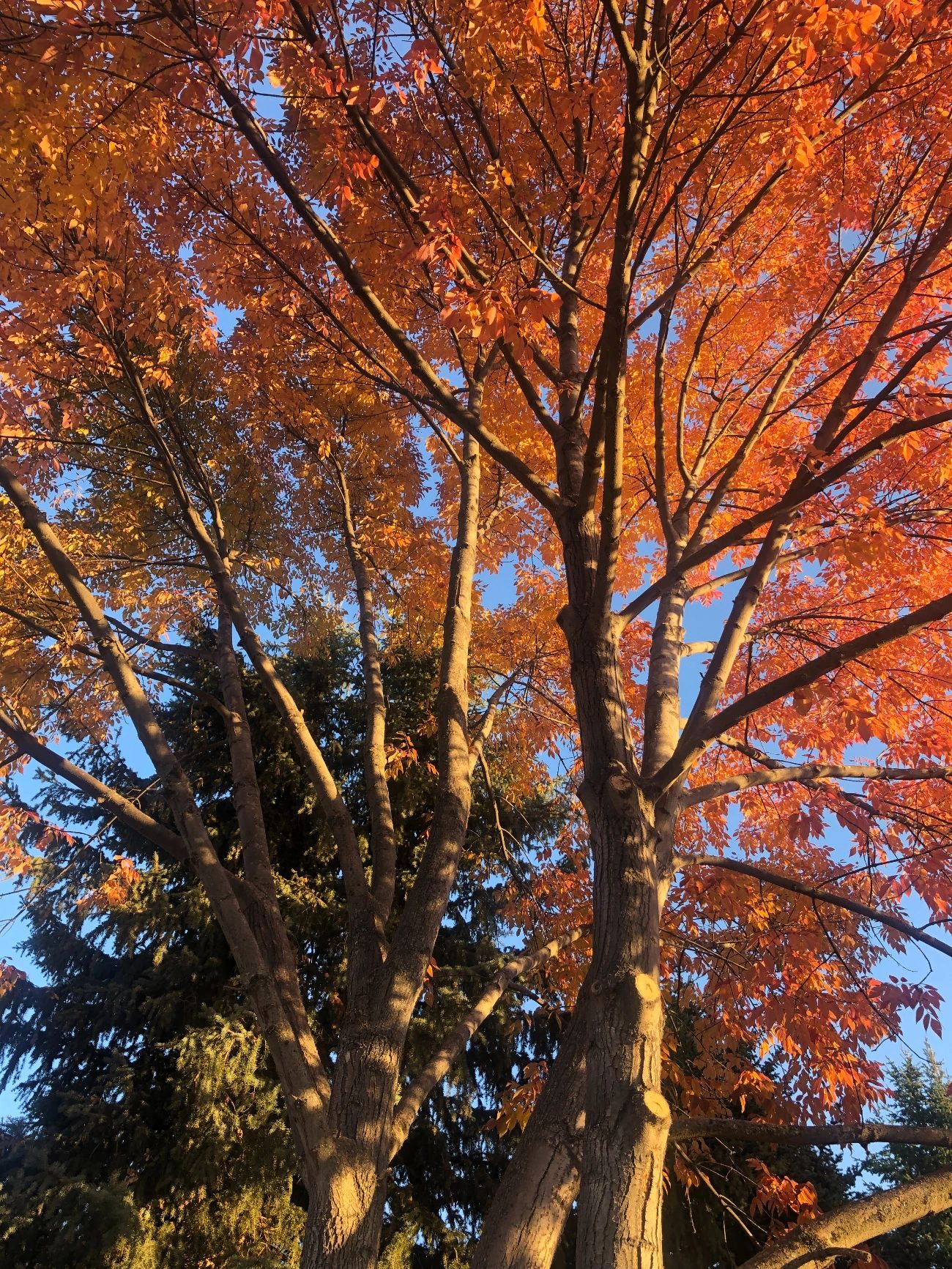 Expert Tree Service for Your Property Needs