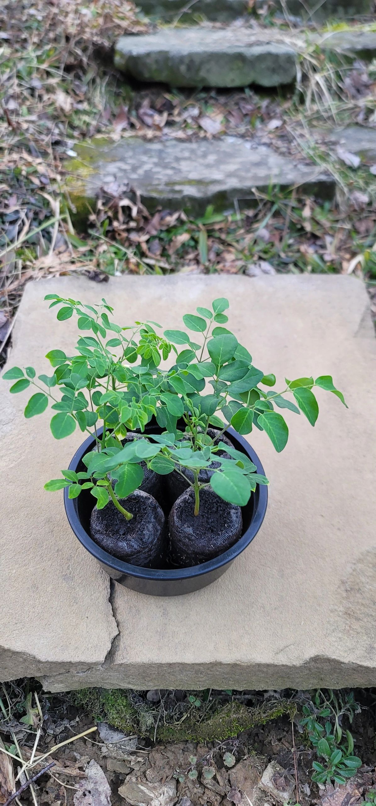 Premium Dwarf Moringa PKM-1 Seedlings for Your Garden Moringa Oleifera ...