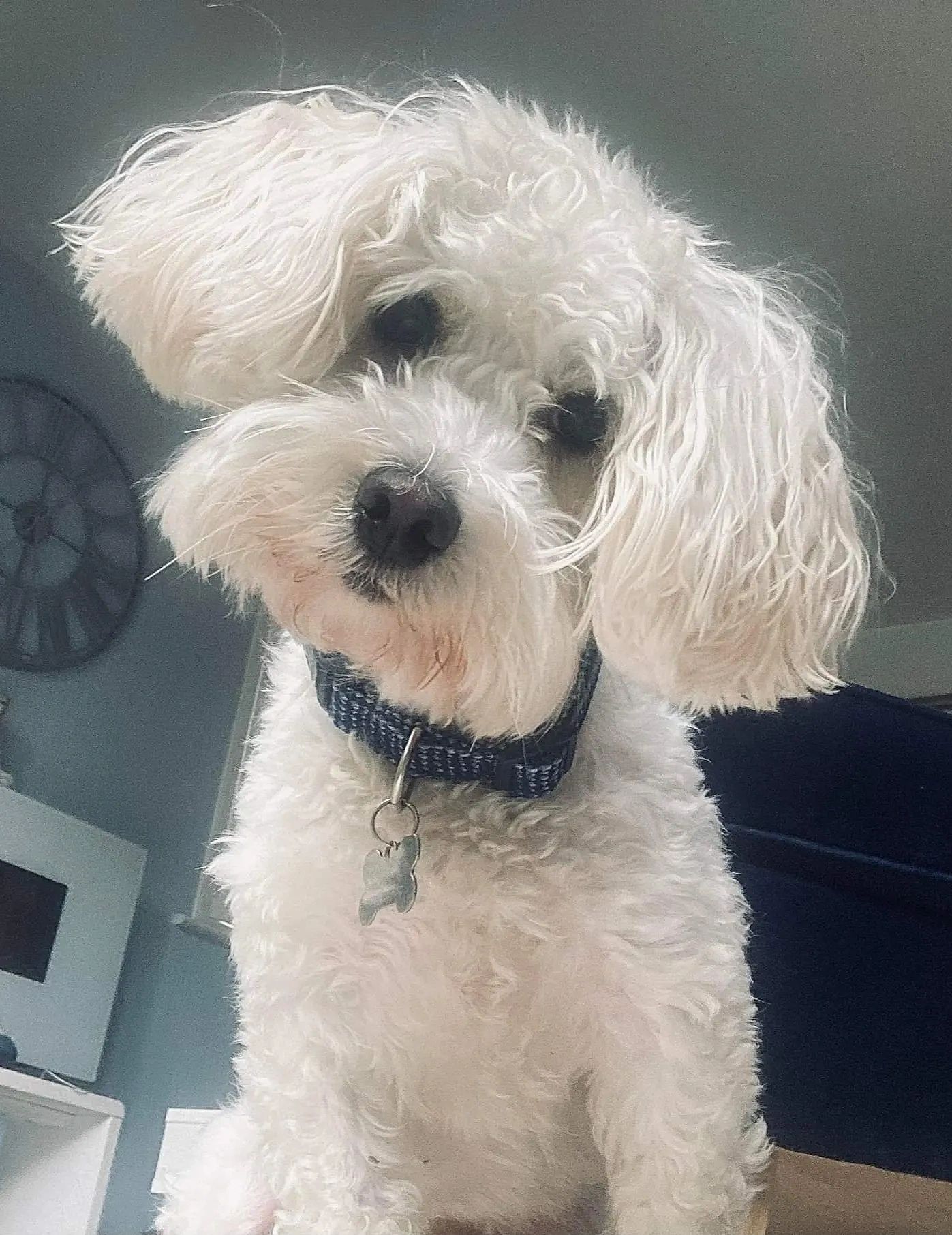 Dog Walking and Pet Services