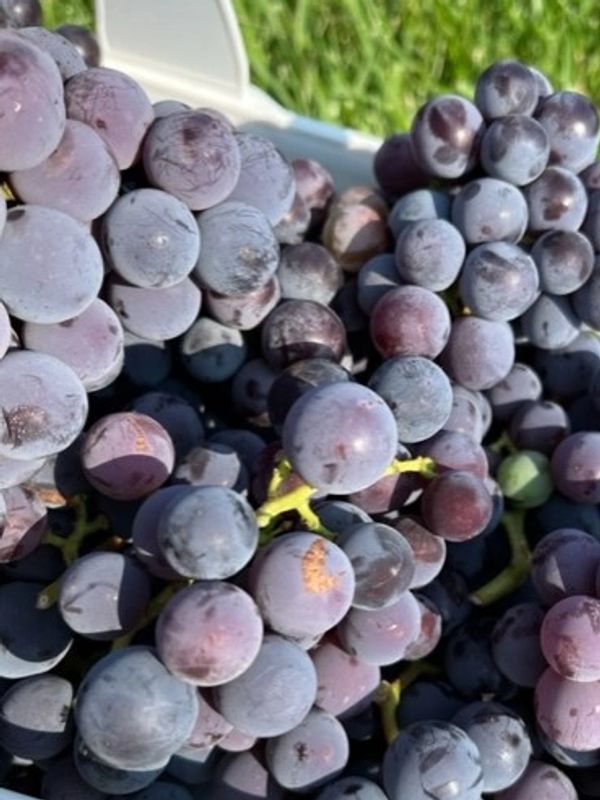 Spencer Farm - Market - Noblesville, Indiana