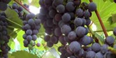 You-Pick Crops | Spencer Farm