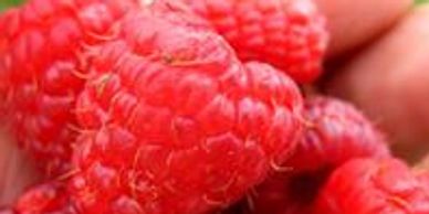 You-Pick Crops | Spencer Farm