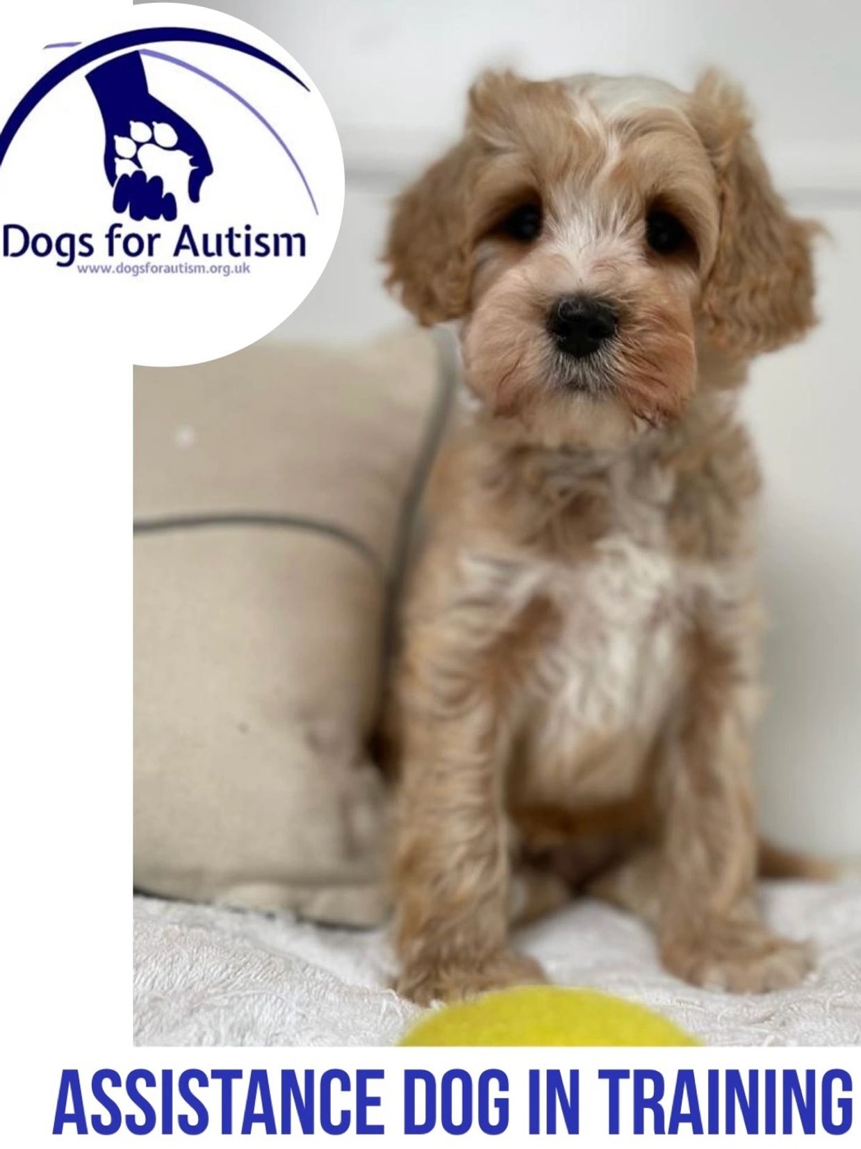 Posh Poos - Maltipoo, Cavapoochon, Puppies