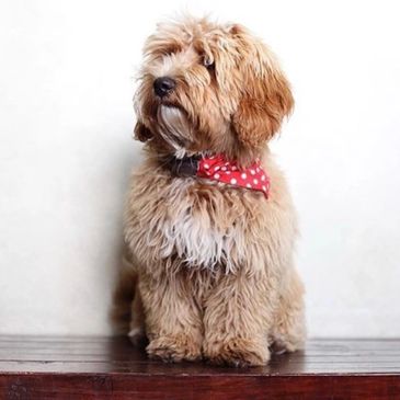 Posh Poos - Cavapoochon, Puppies | Posh Poos