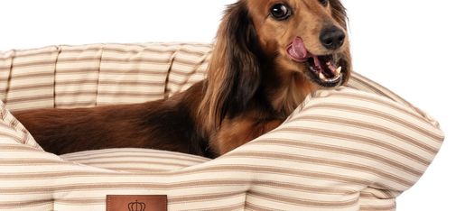 Posh Poos - Maltipoo, Maltipoo, Puppies, Puppies for Sale