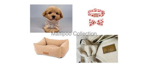 Posh Poos - Maltipoo, Cavapoochon, Puppies