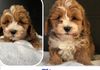 Posh Poos - Maltipoo, Cavapoochon, Puppies