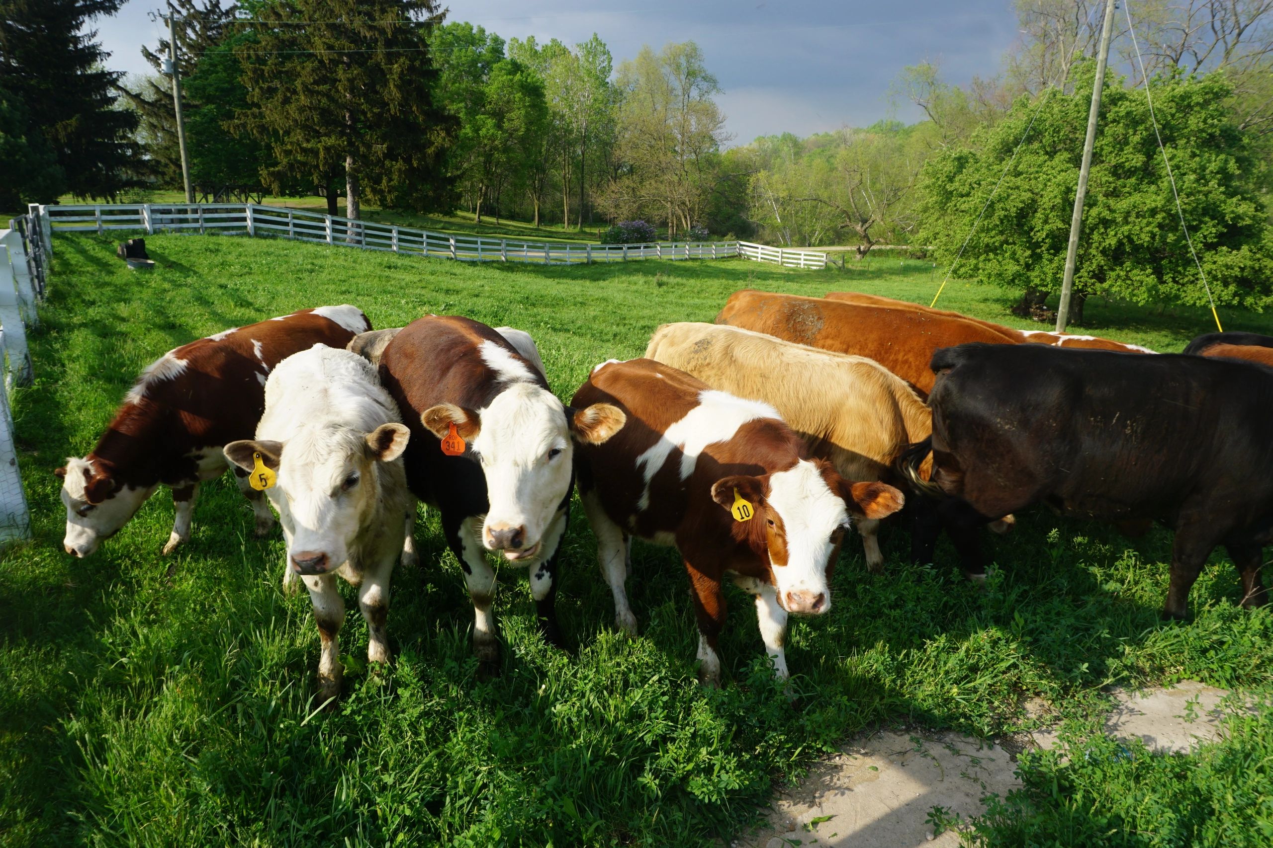 Roseland Organic Farms - Organic Grassfed Beef - Dowagiac, Michigan