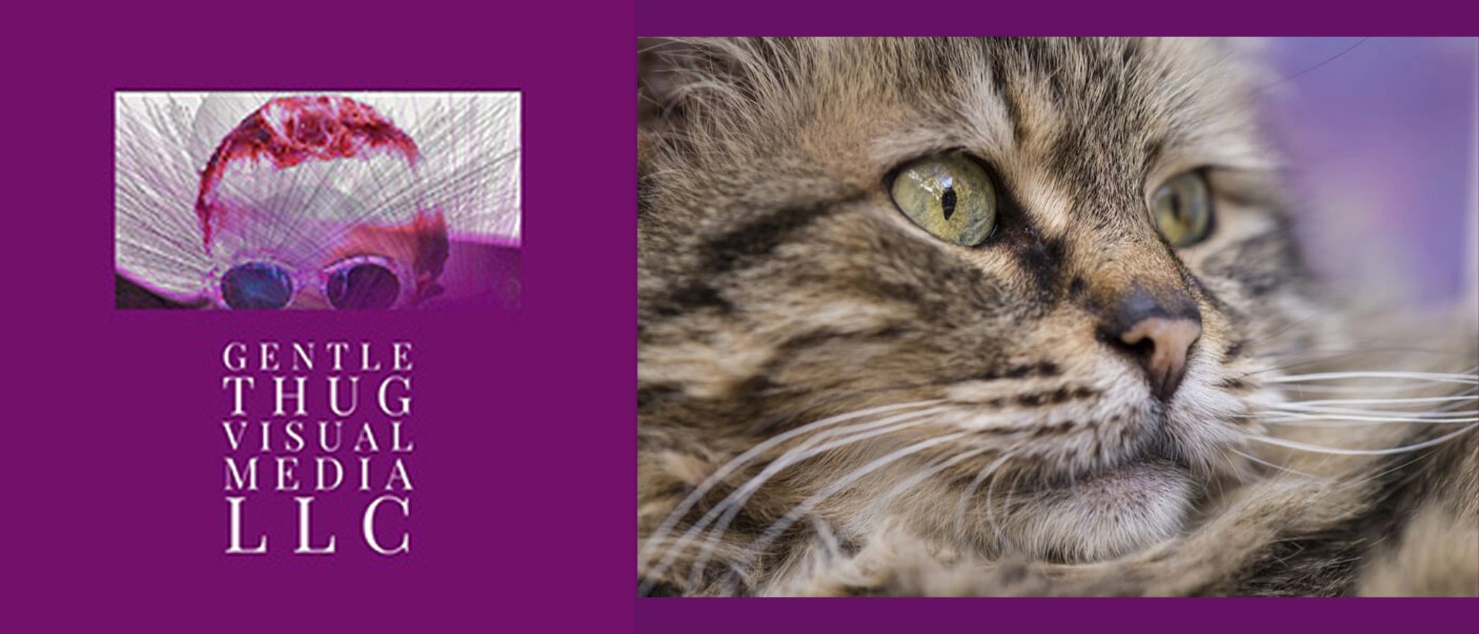 How Feline Research Informs Video Marketing