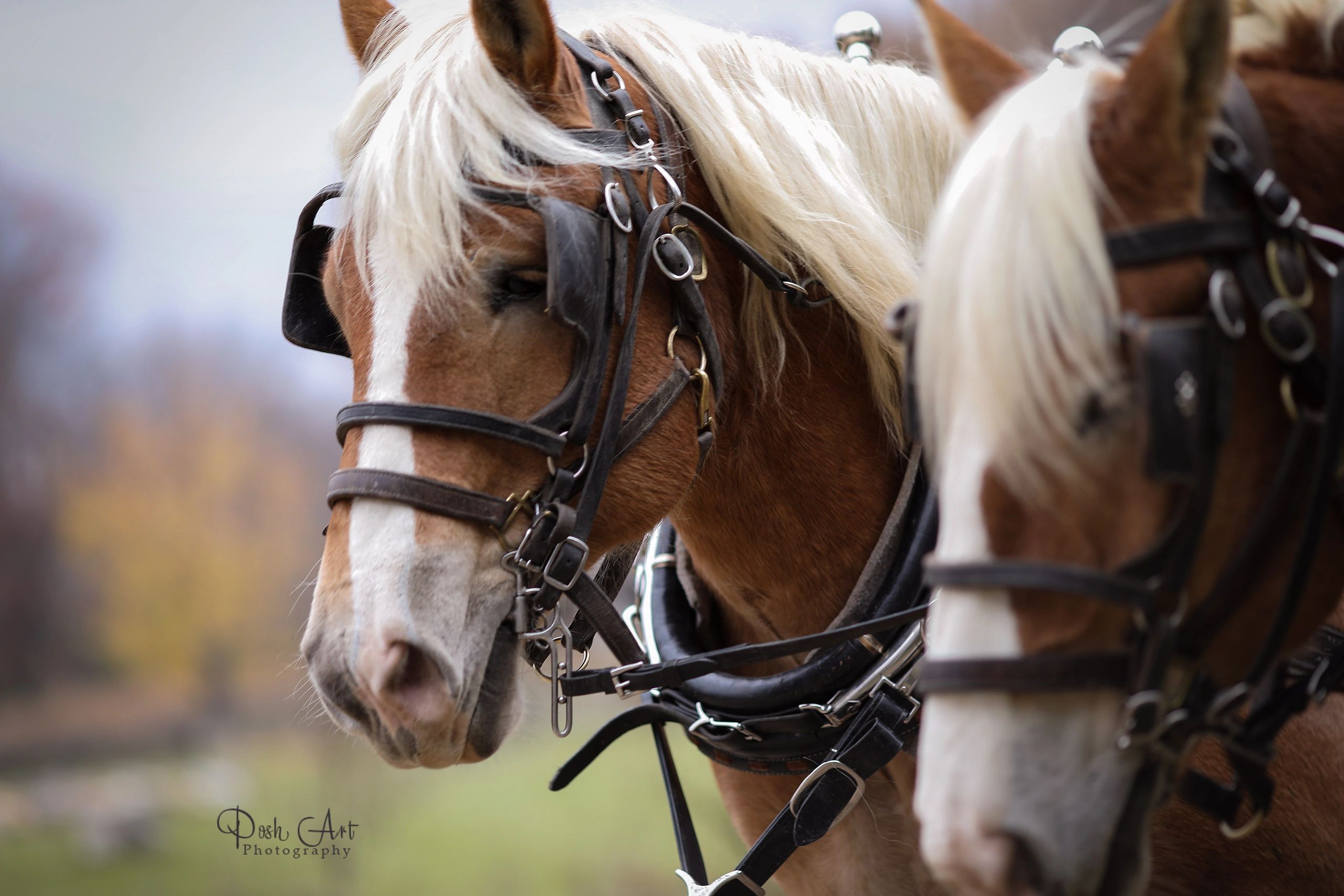 Posh Art Photography