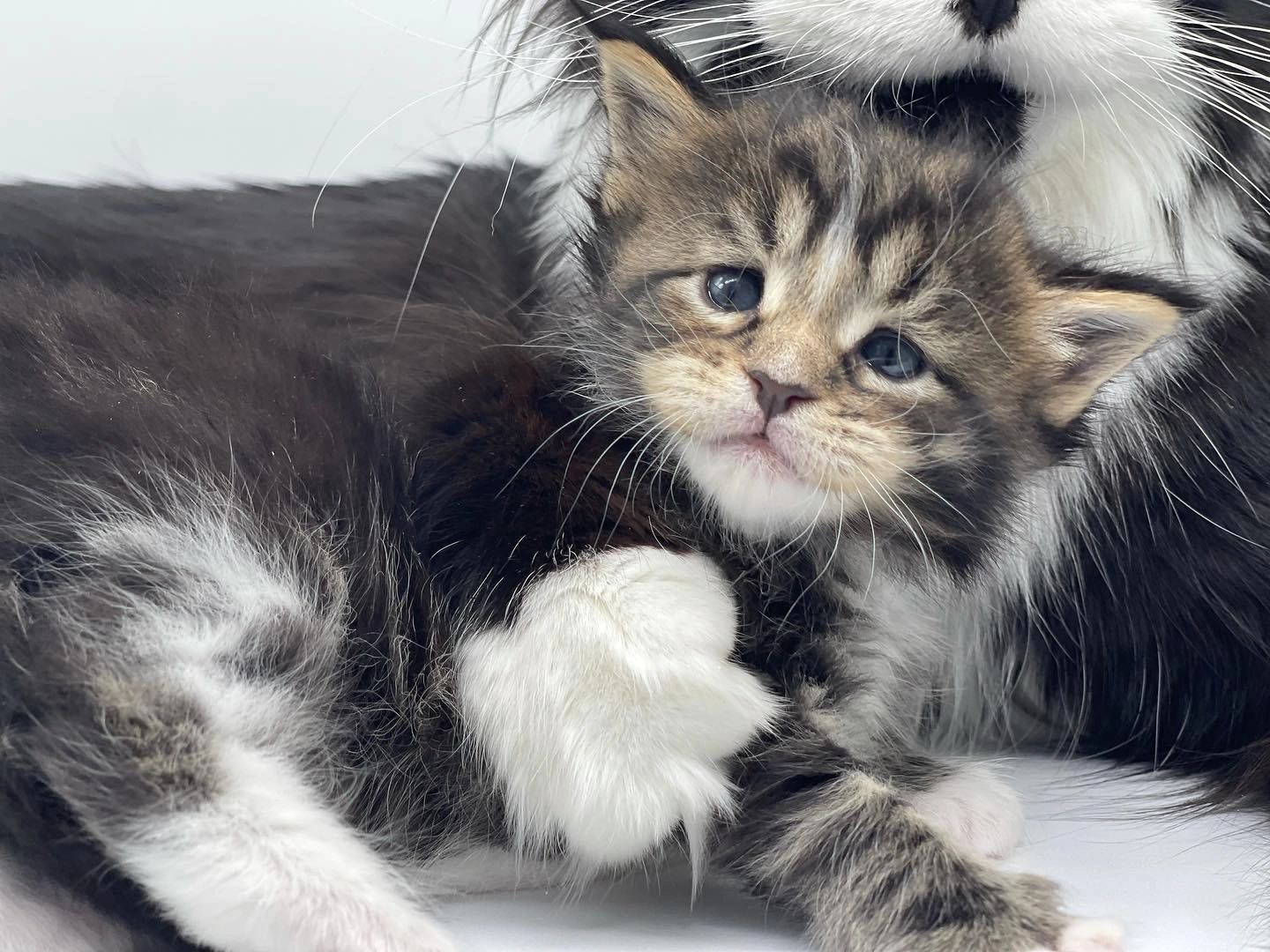 Calico Maine Coon Kittens