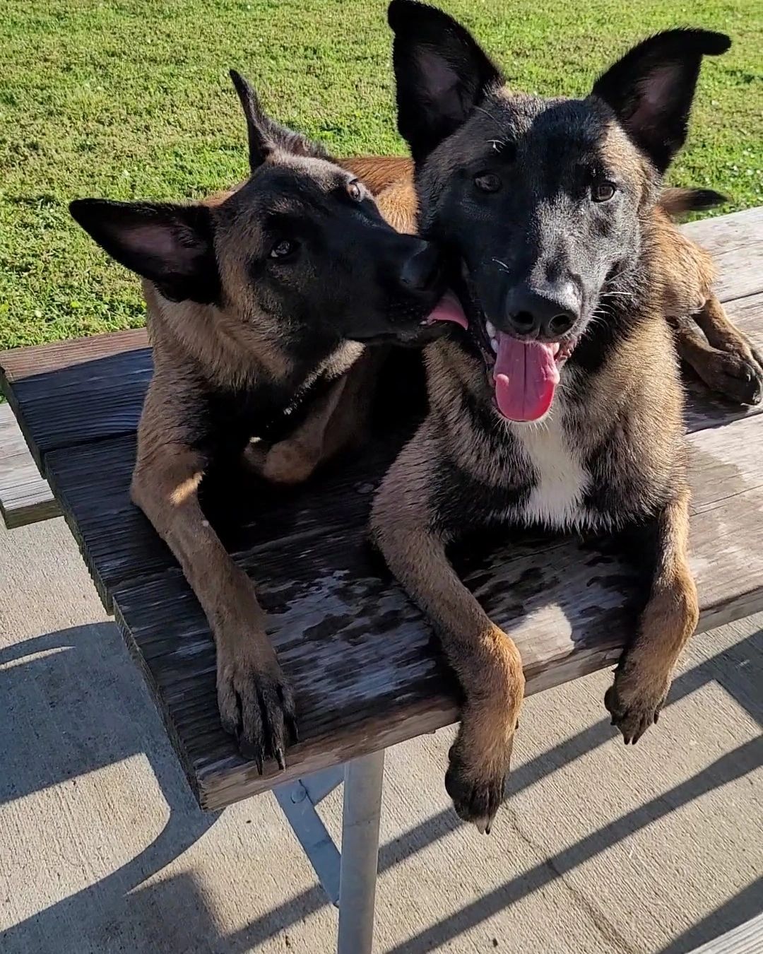 Trained Dogs for Justice4BonnieAndClyde