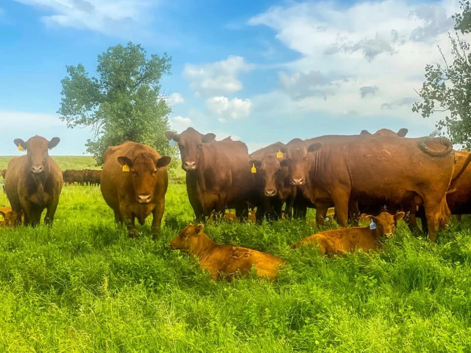 Red Angus Sires | Pederson Broken Heart Ranch