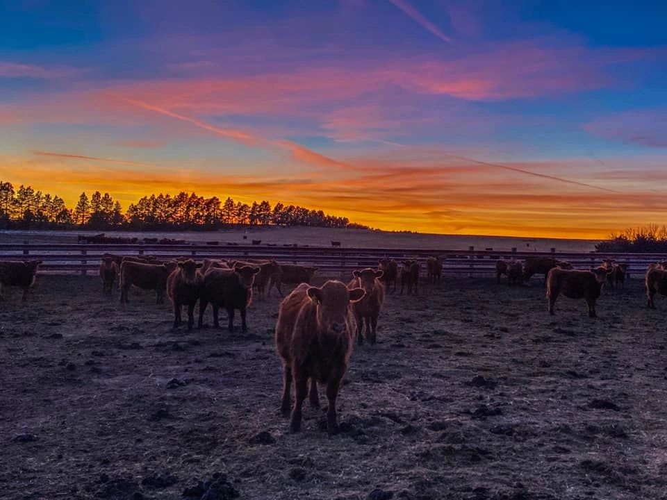 Pederson Broken Heart Ranch - Red Angus, Quarter Horses
