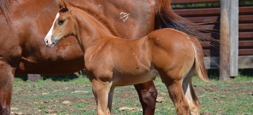 Pederson Broken Heart Ranch - Red Angus, Quarter Horses