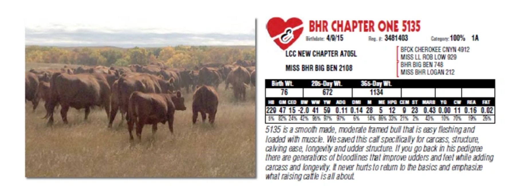 Red Angus Sires | Pederson Broken Heart Ranch