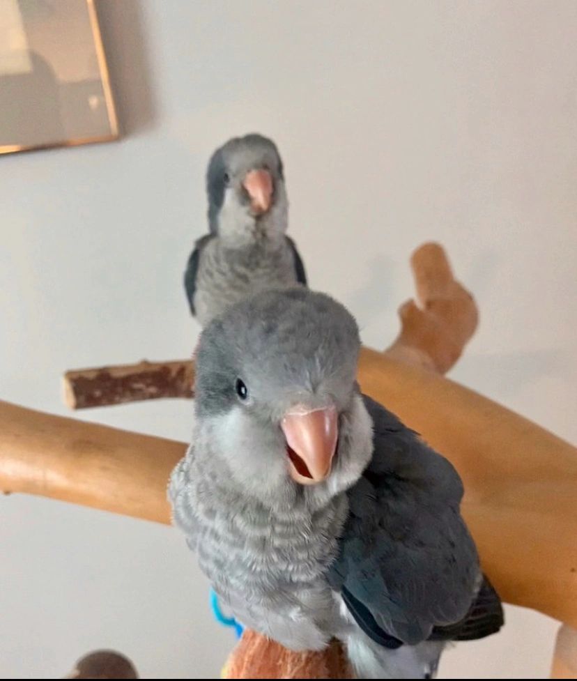How to tame a Quaker parrot