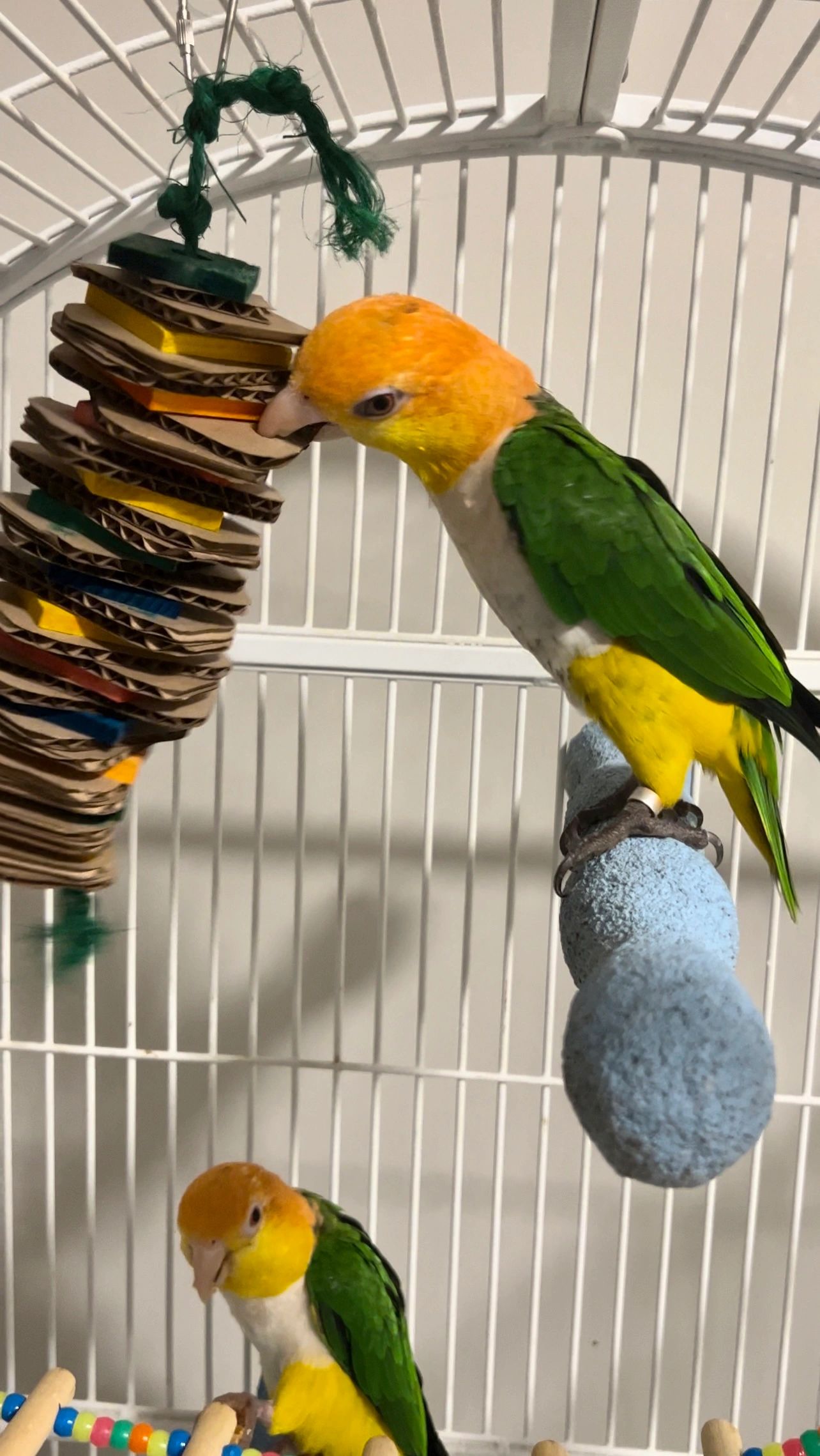 Here are some interesting facts about Caique parrots: