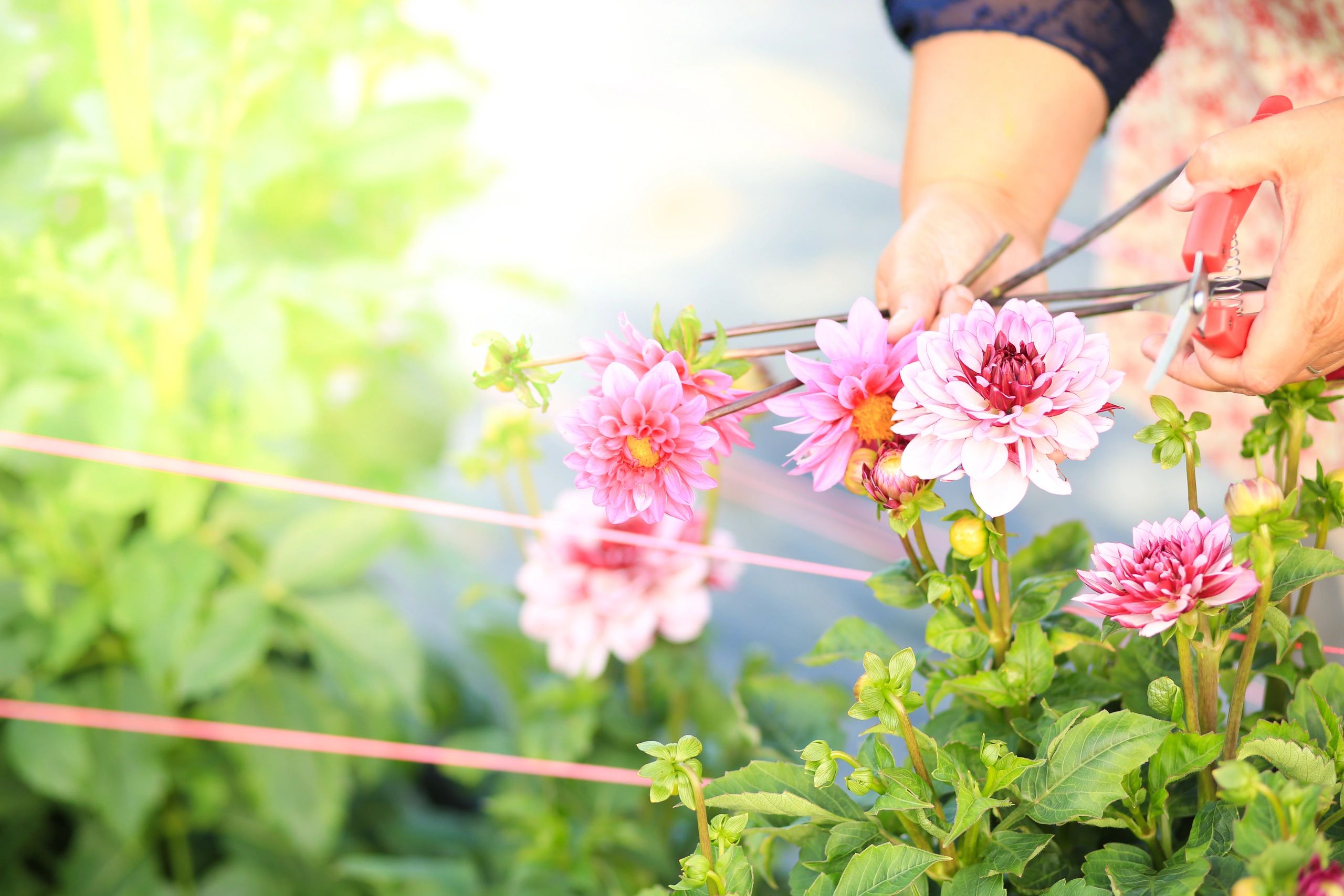 Grace Blooms: Fresh Flowers, Dahlia Tubers and Events at Grace Bloom Farm