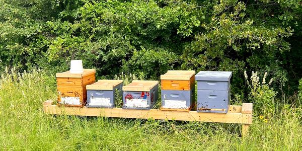 Corporate Beekeeping- Oak Cliff Bee Company