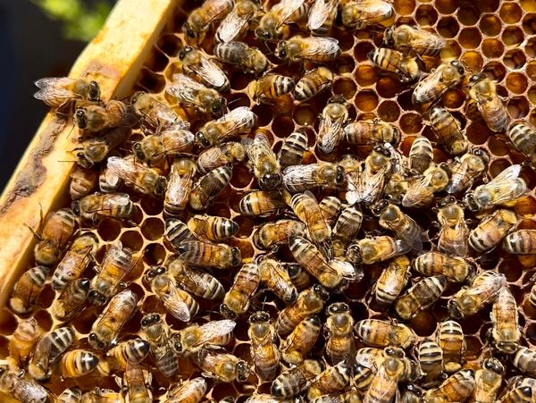 Corporate Beekeeping- Oak Cliff Bee Company