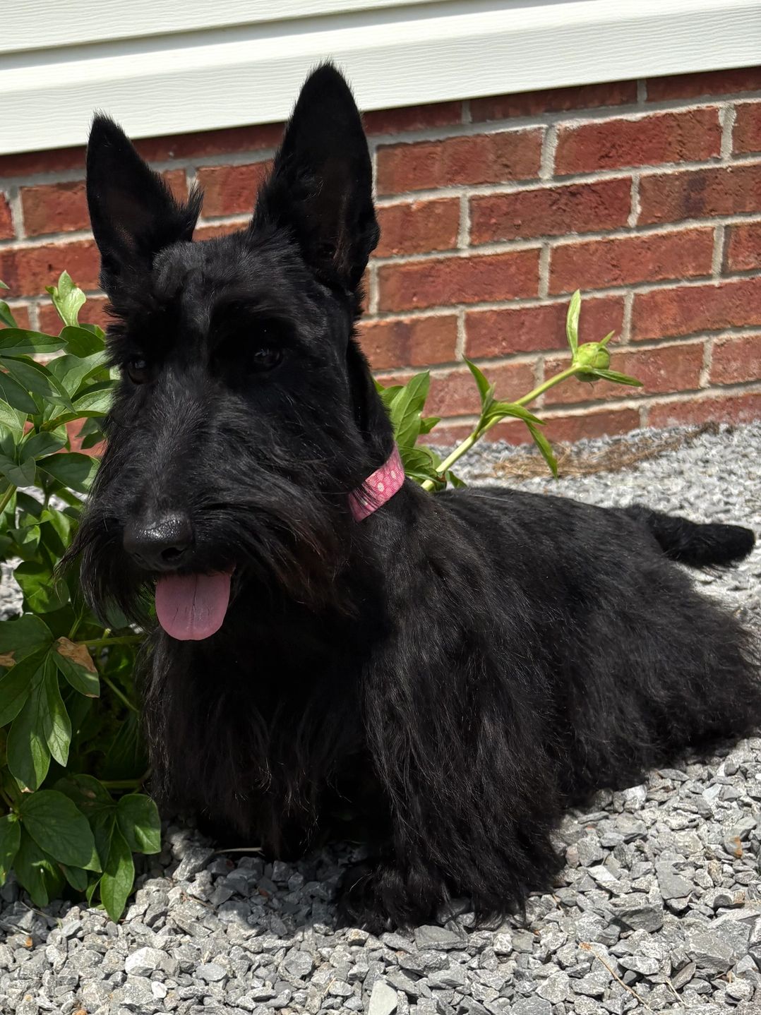 Top Scottish Terrier Breeders - Quality Puppies