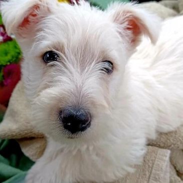 Bluegrass Scottish Terriers