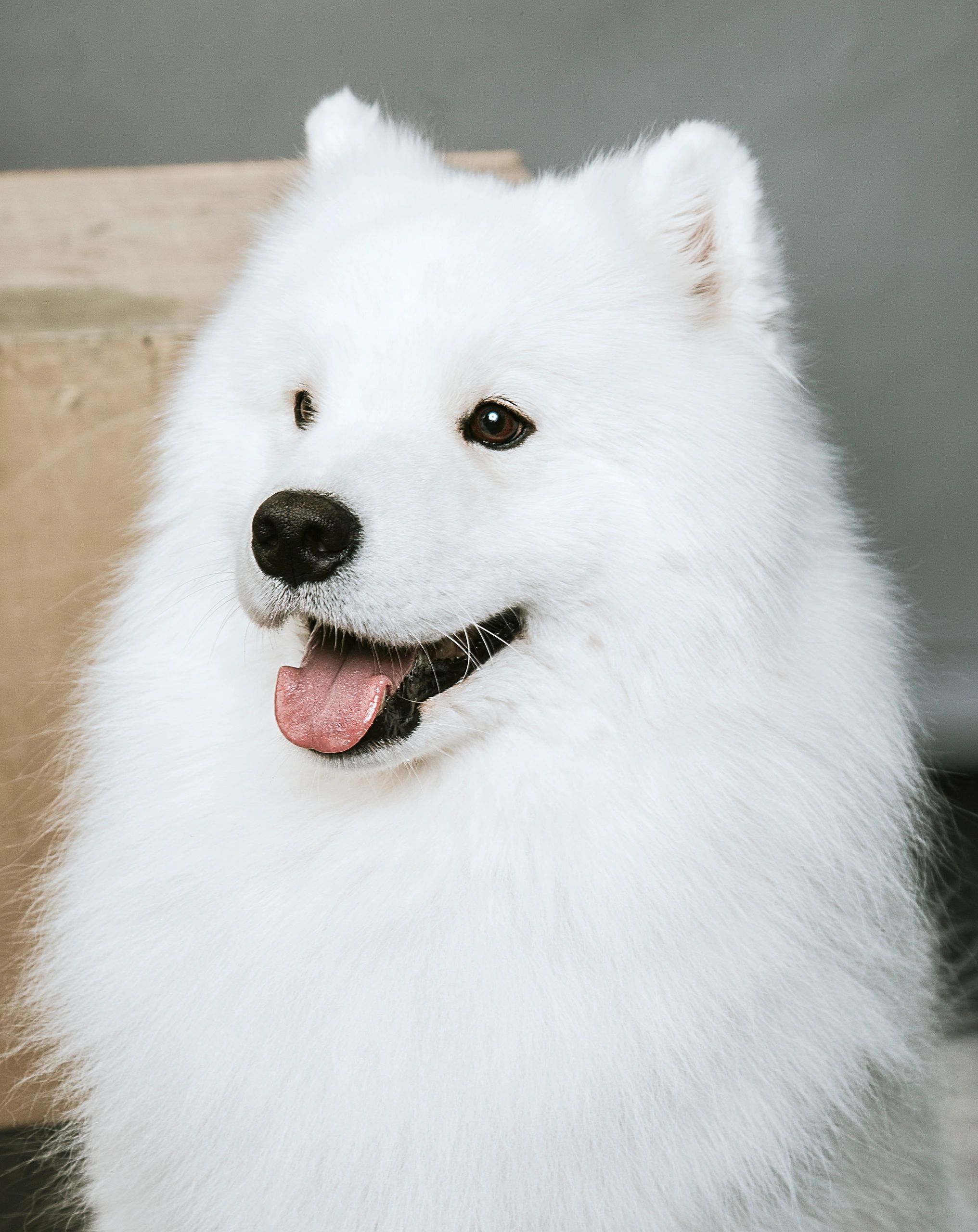 Are Samoyeds Smart