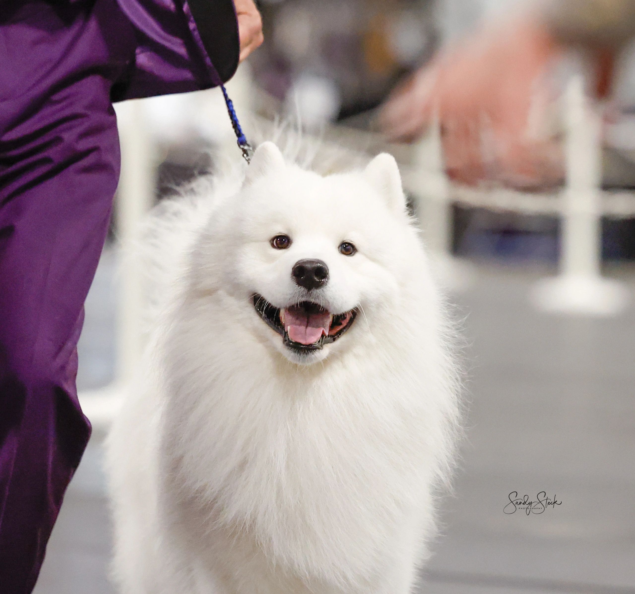 Sershan's Premiere Misha | SurThriveSamoyeds