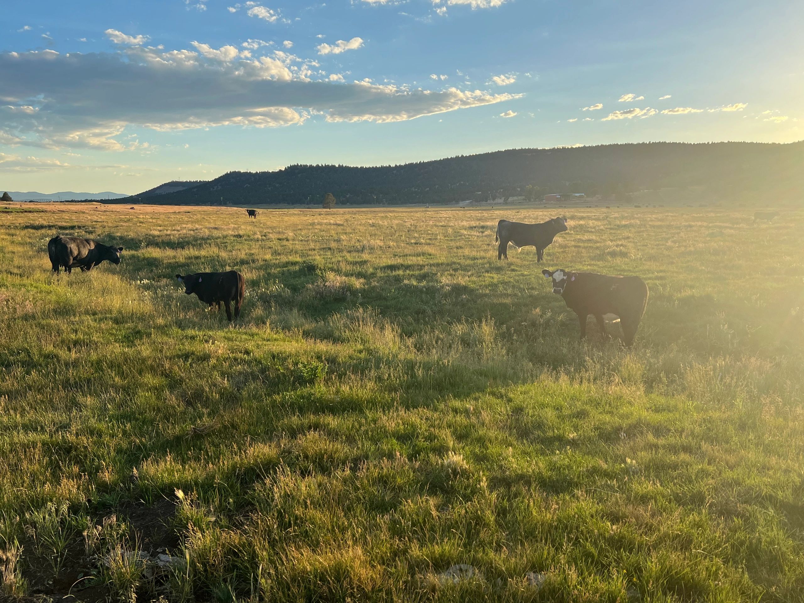Rockin H Cattle