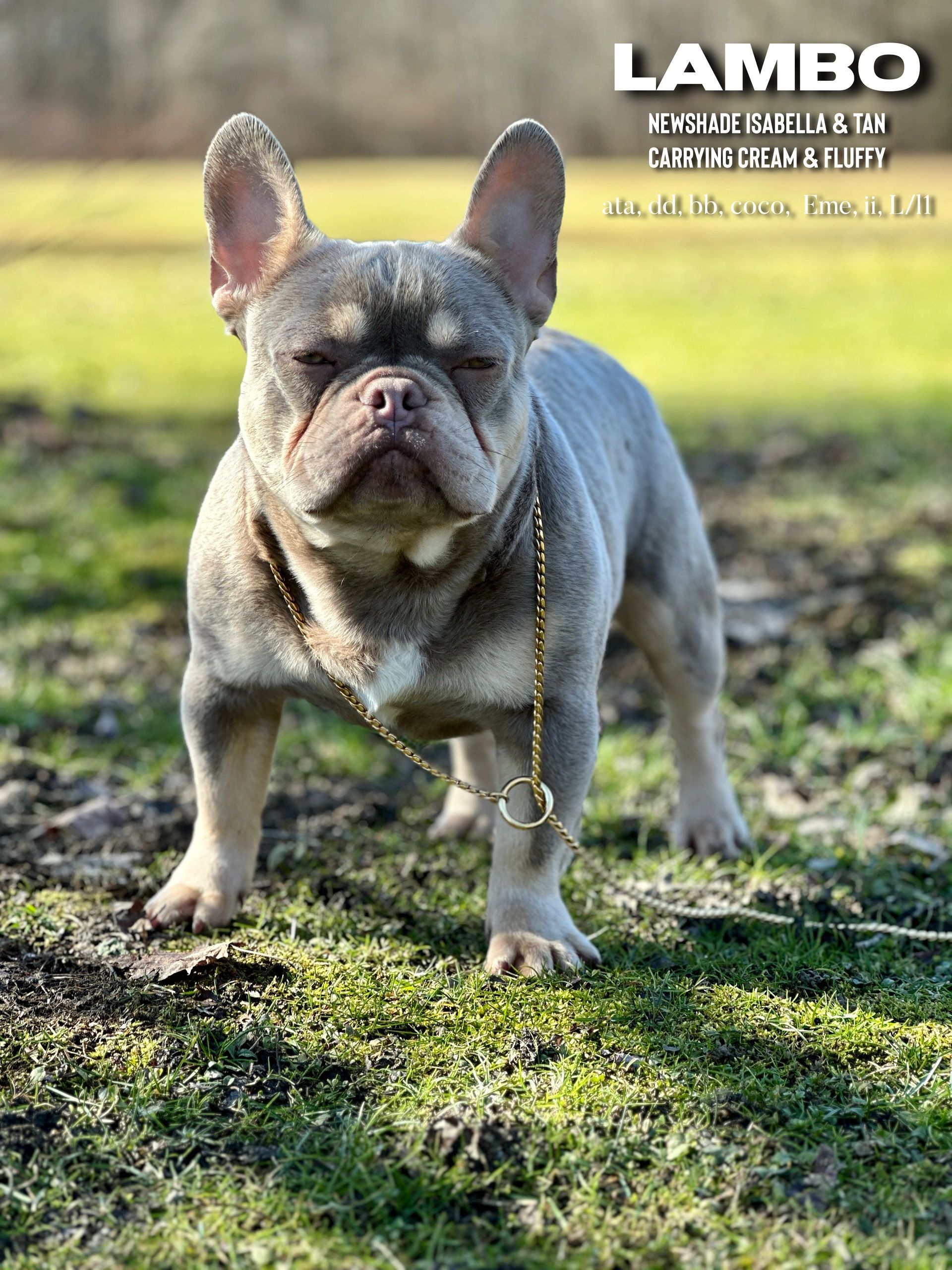 Montroy's Frenchie's - Home