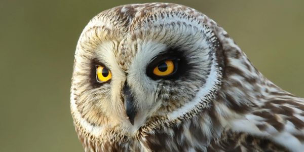Dean Eades Wildlife Photography - Home