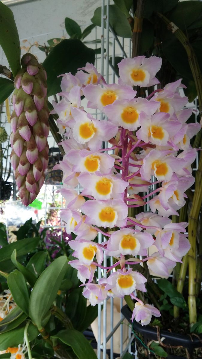 Dendrobium amabile