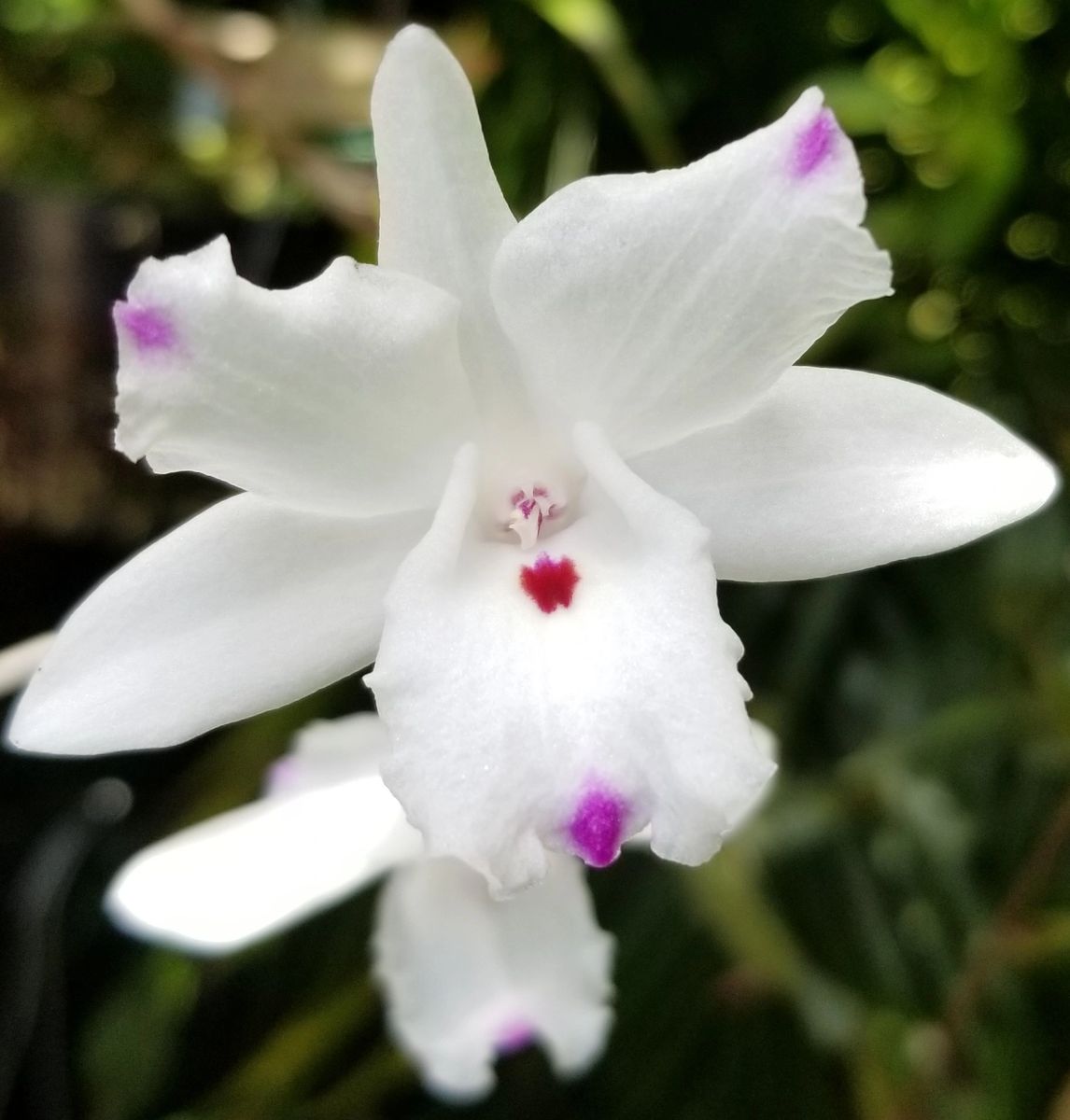 Dendrobium annae