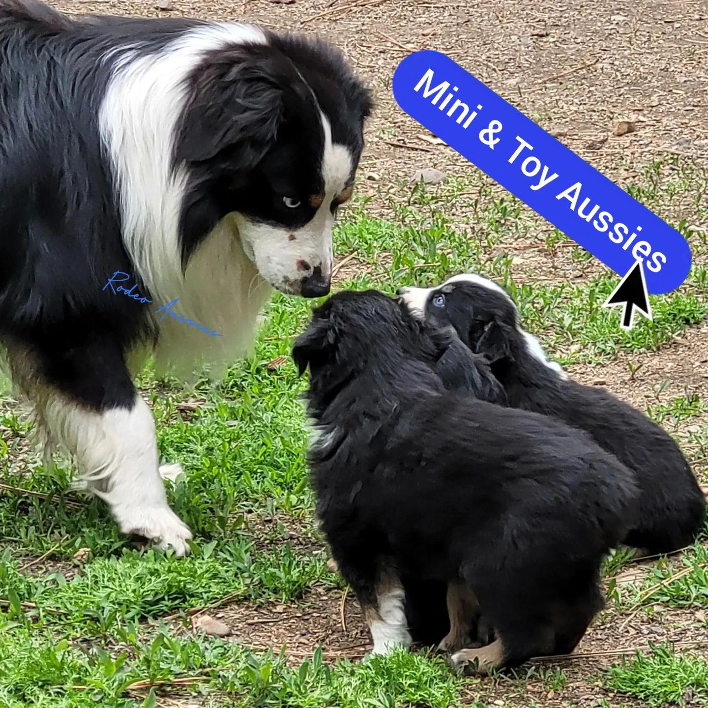 Rodeo Australian Shepherd