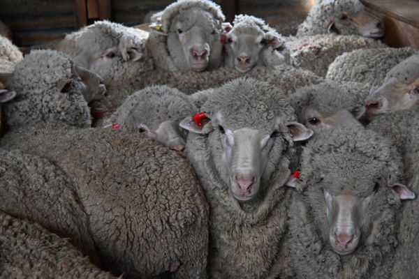 About Us – A-Team Shearing Contractors – Our Story