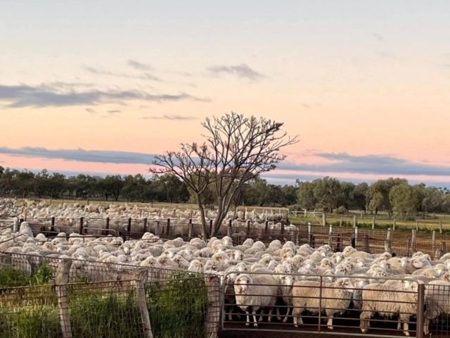 Gallery – A-Team Shearing Contractors – Visual Showcase Gallery – A-Team Shearing Contractors – Visual Showcase