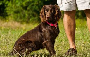 Our Boykins | R & D Boykin Spaniels