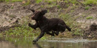 Our Boykins | R & D Boykin Spaniels
