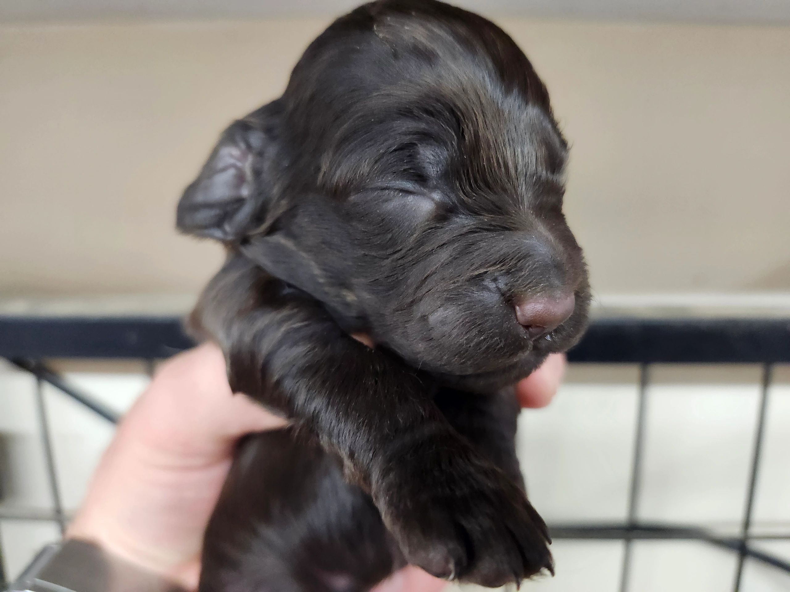 INDY & SUNNY PUPPIES