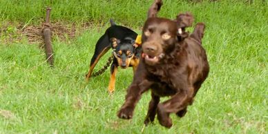 Our Boykins | R & D Boykin Spaniels