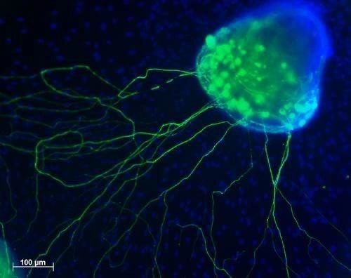Bionicity - Science, Communication, Public Relations