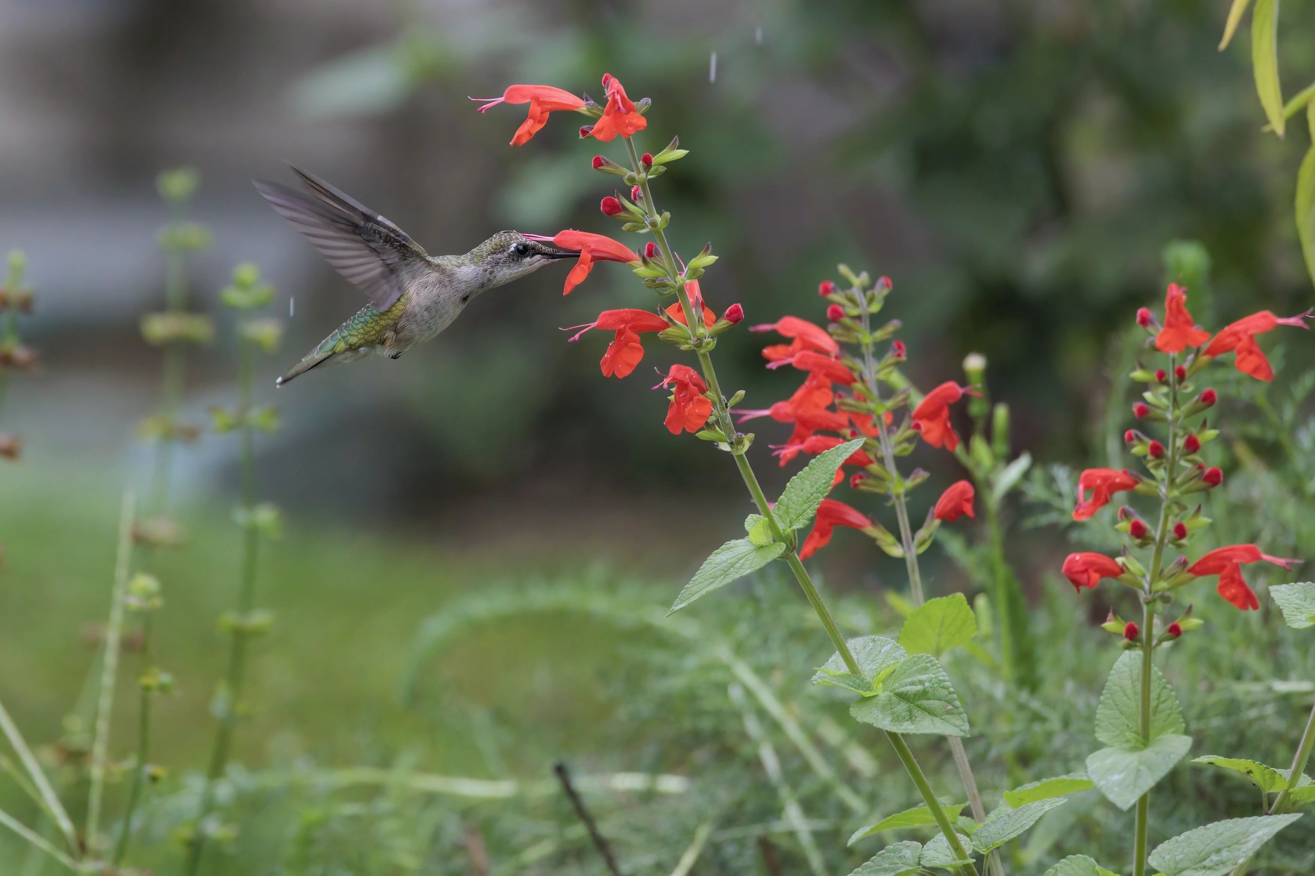 Understanding Rolling Shutter: A Crucial Aspect for Photographers