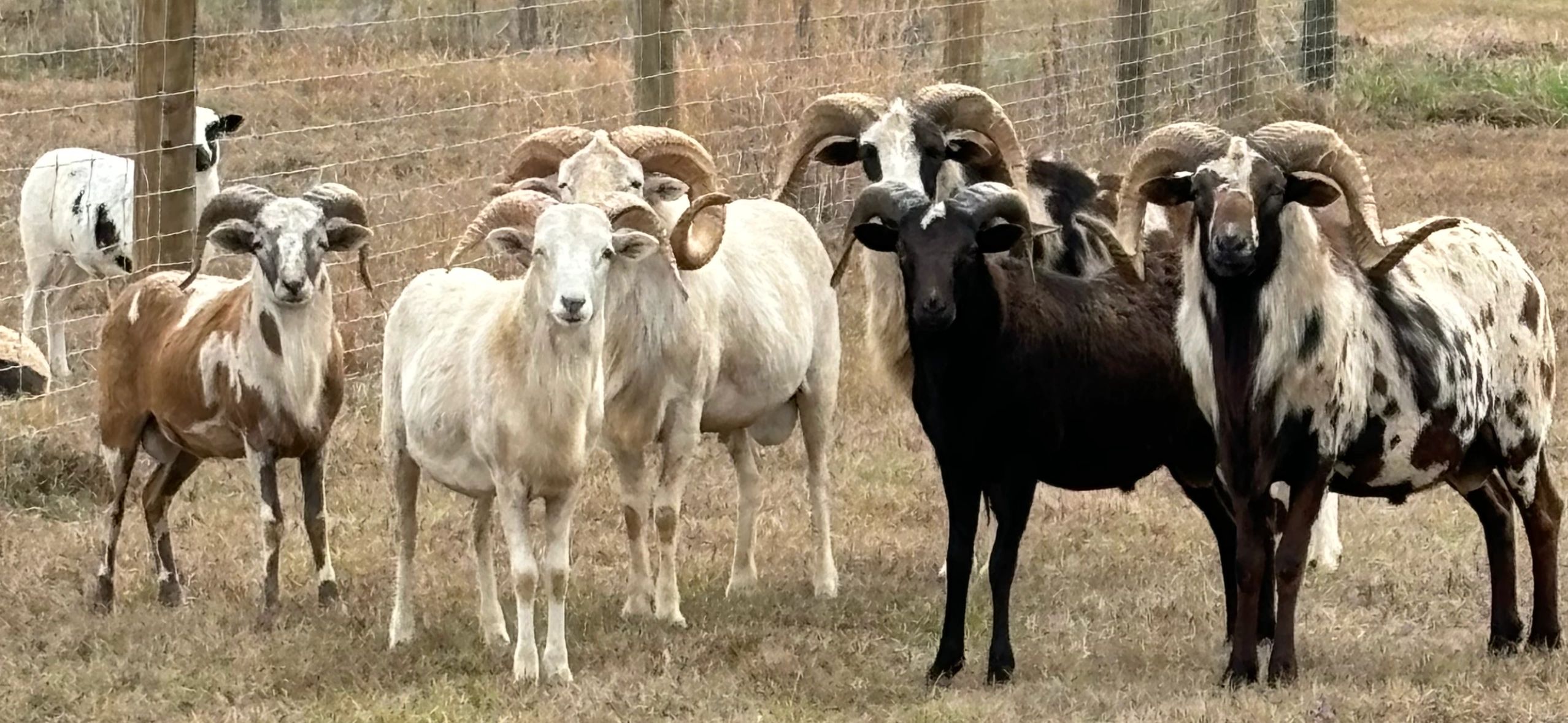 Painted Desert Sheep for Sale Near Me - Find High-Quality Breeder Sheep