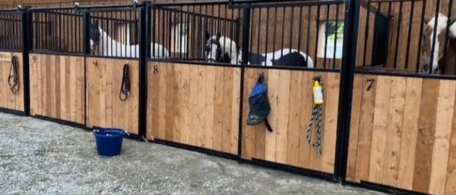 Bridle Path Stable - Stables, Professional Development, Horse