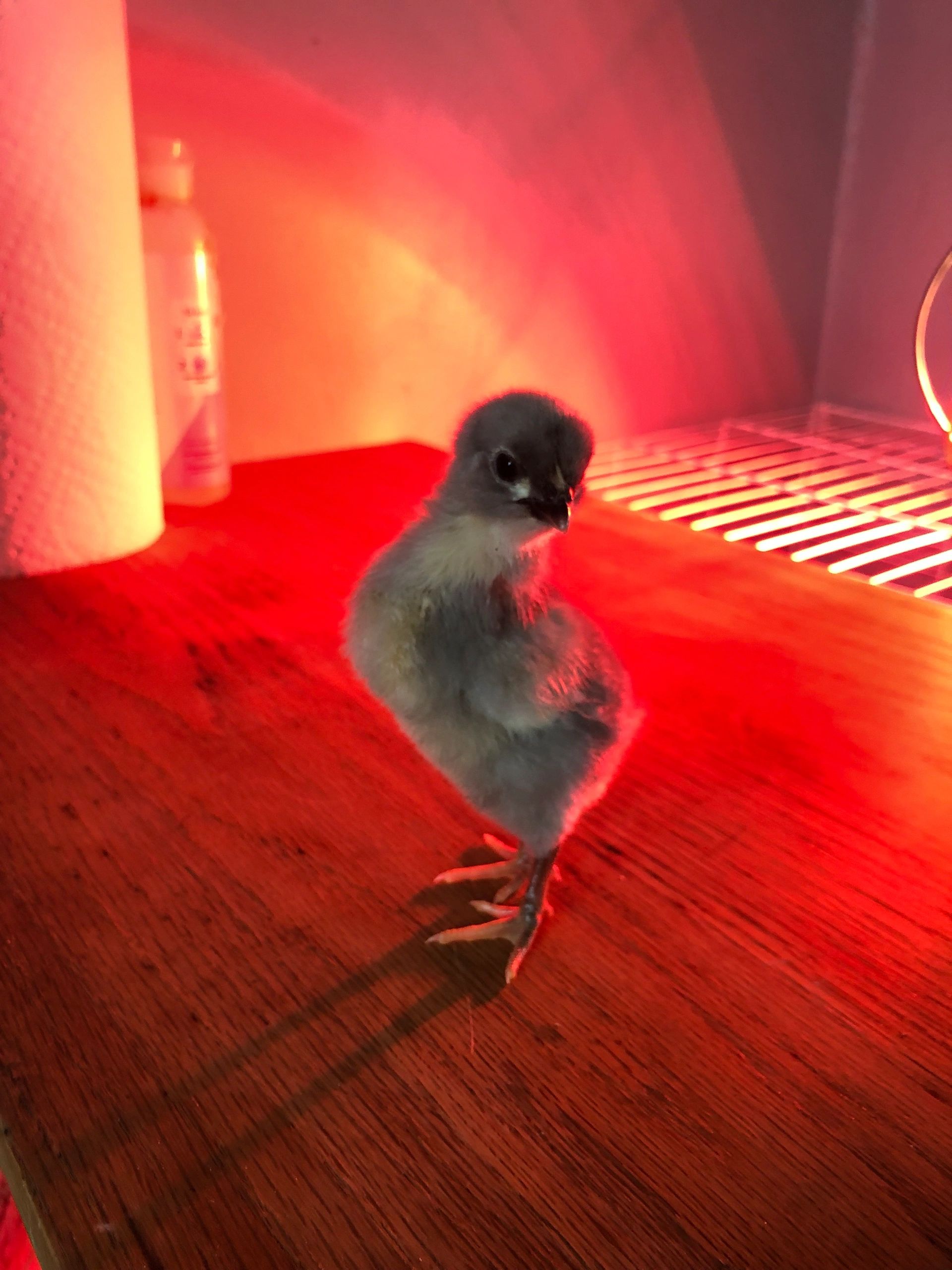 Chicken Little Addresses Climate Change