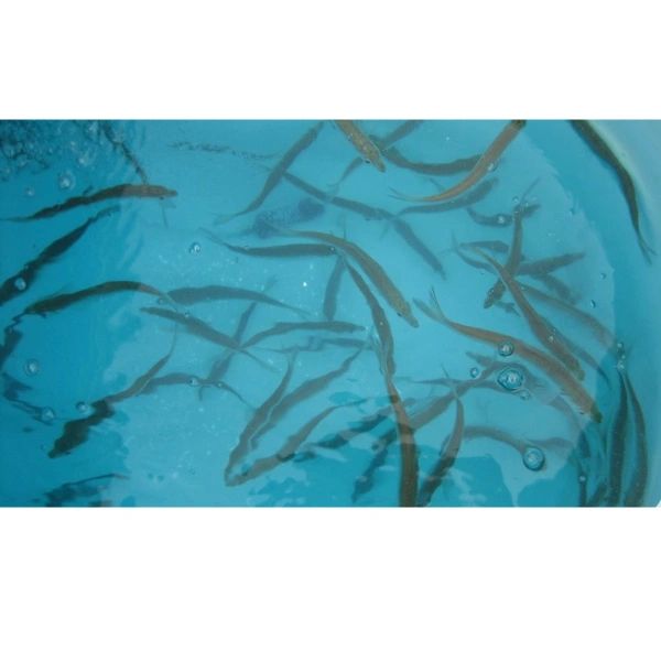 Essential Fishing Accessories for Every Angler